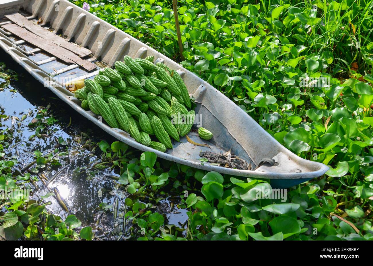 Carrying bitter melon on wooden boat at the plantation in Mekong Delta ...