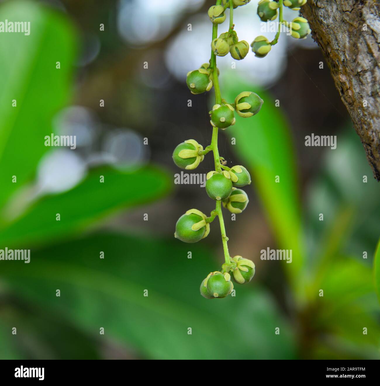 Langsat tree hi-res stock photography and images - Alamy