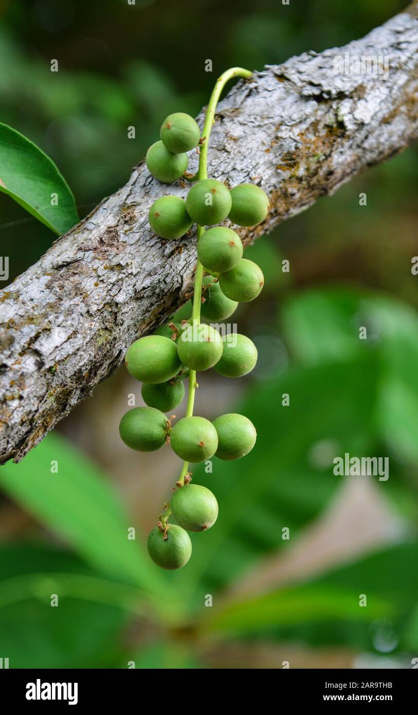 Young langsat fruits on the tree in Mekong Delta, Vietnam Stock Photo ...