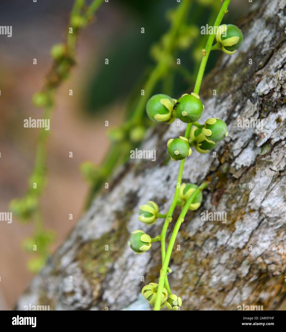 Young langsat fruits on the tree in Mekong Delta, Vietnam Stock Photo ...