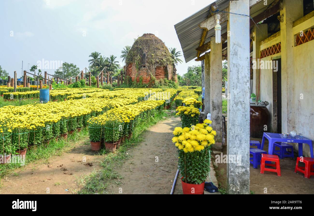 Rural house with Marigold flower field at spring time in Mekong Delta ...