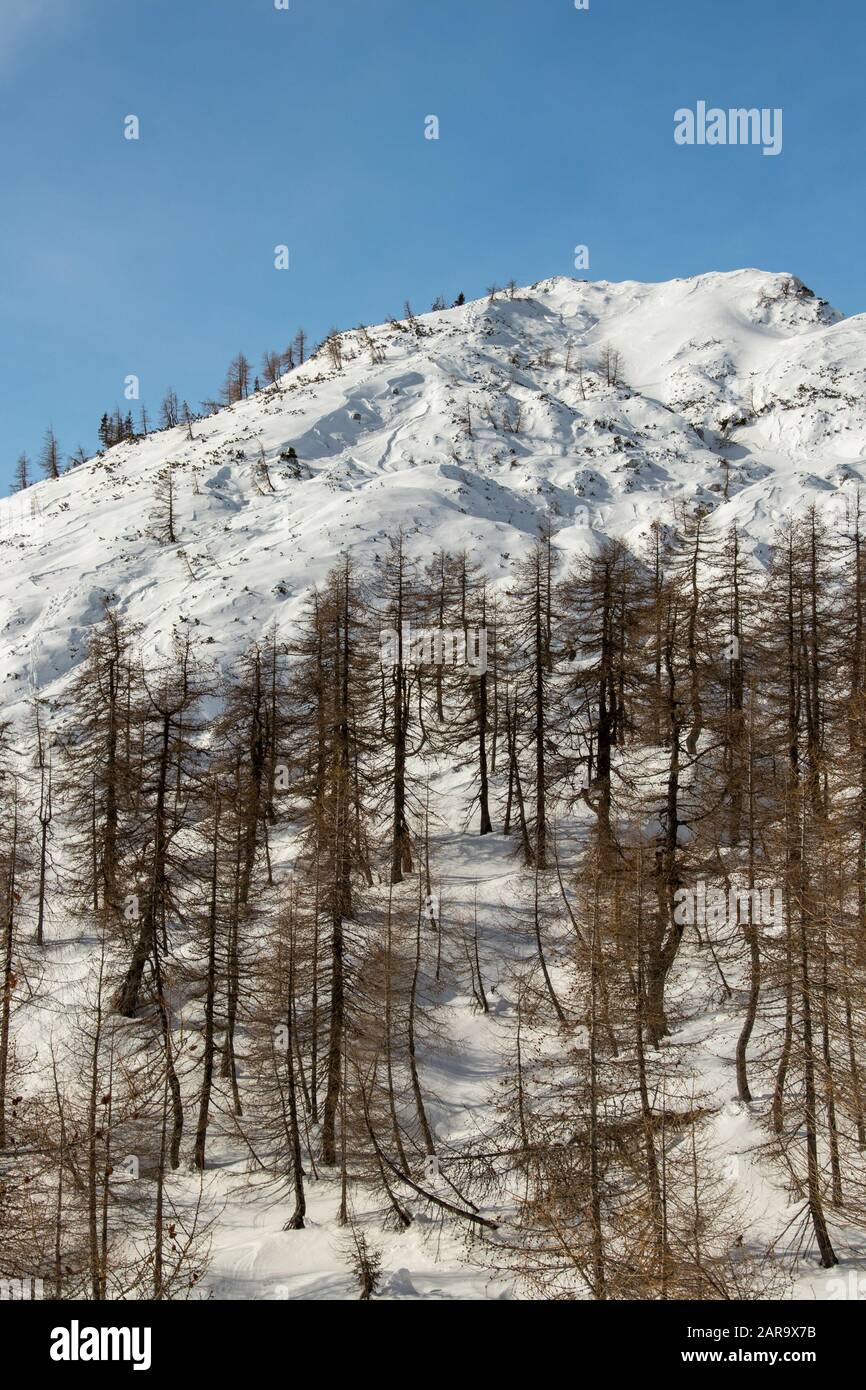 Larch trees covered in snow Stock Photo - Alamy