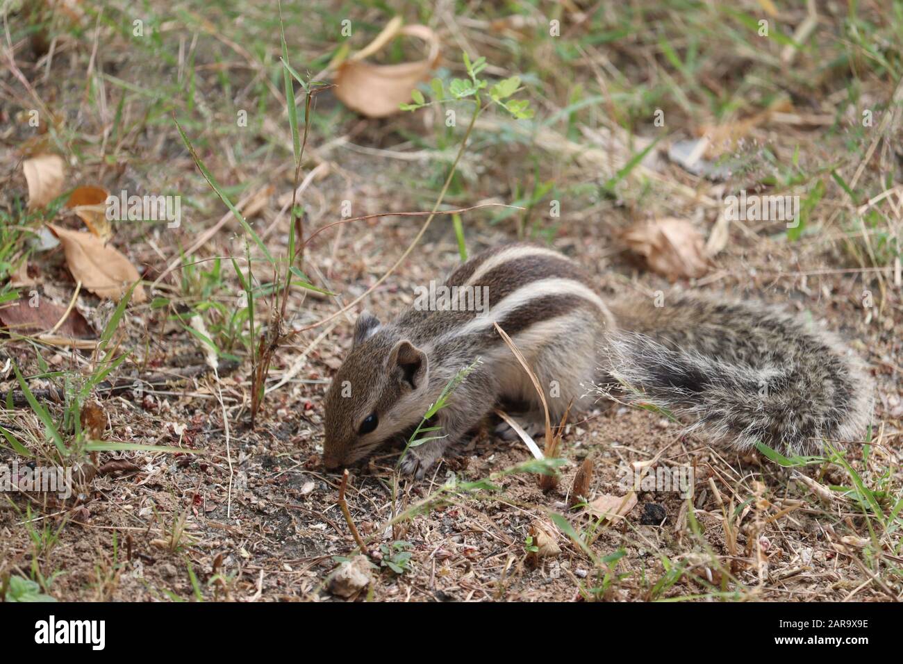 Squirrel cute face portrait view. Cute squirrel face. Squirrel ...