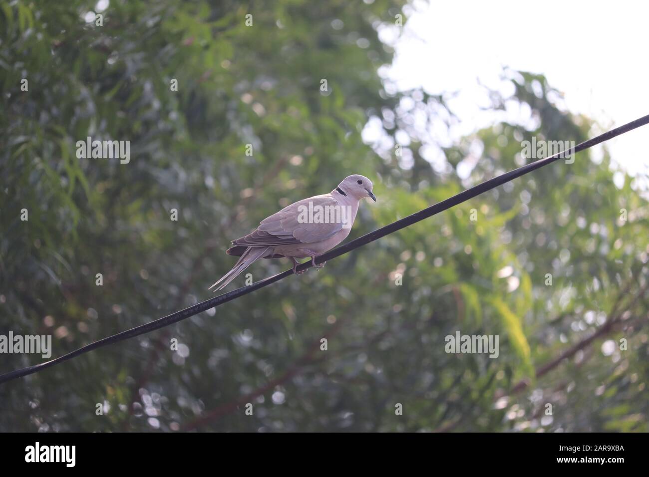 Closeup white dove perched hi-res stock photography and images - Alamy