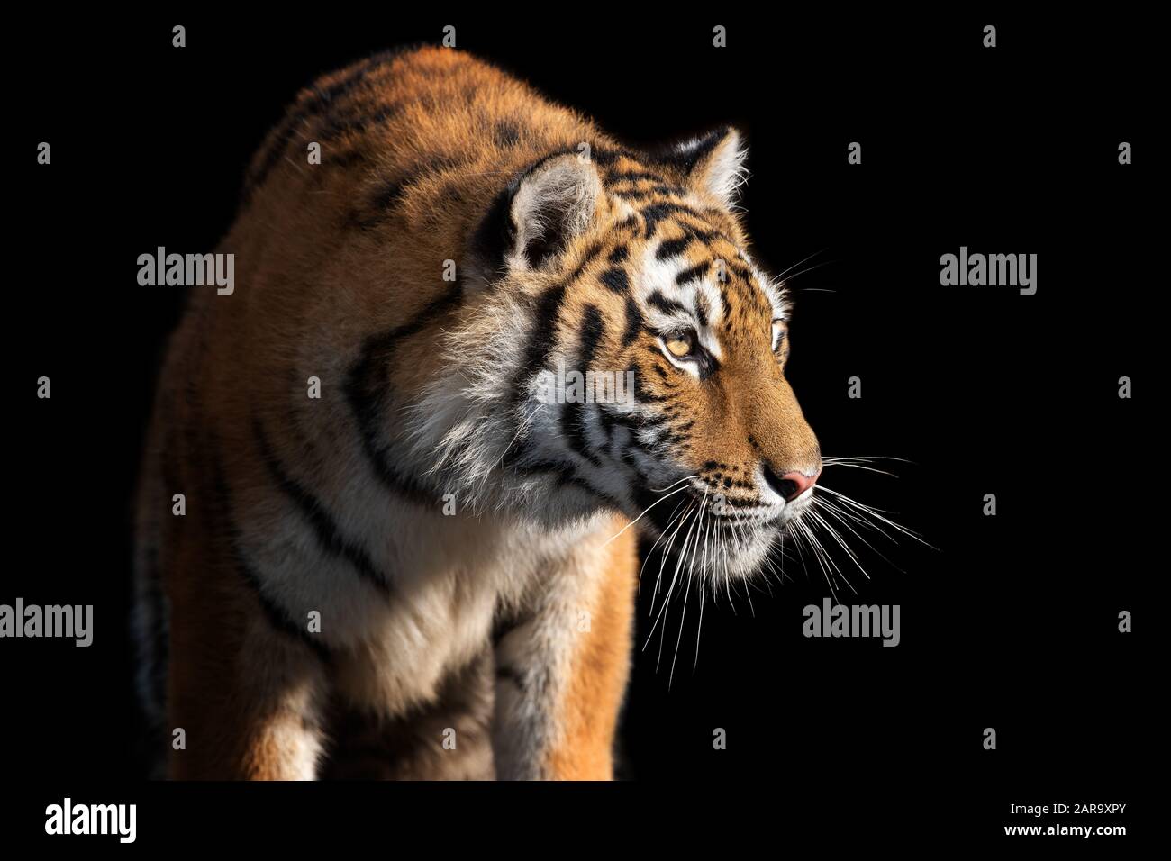 Close up beautiful angry big tiger isolated on black background Stock ...