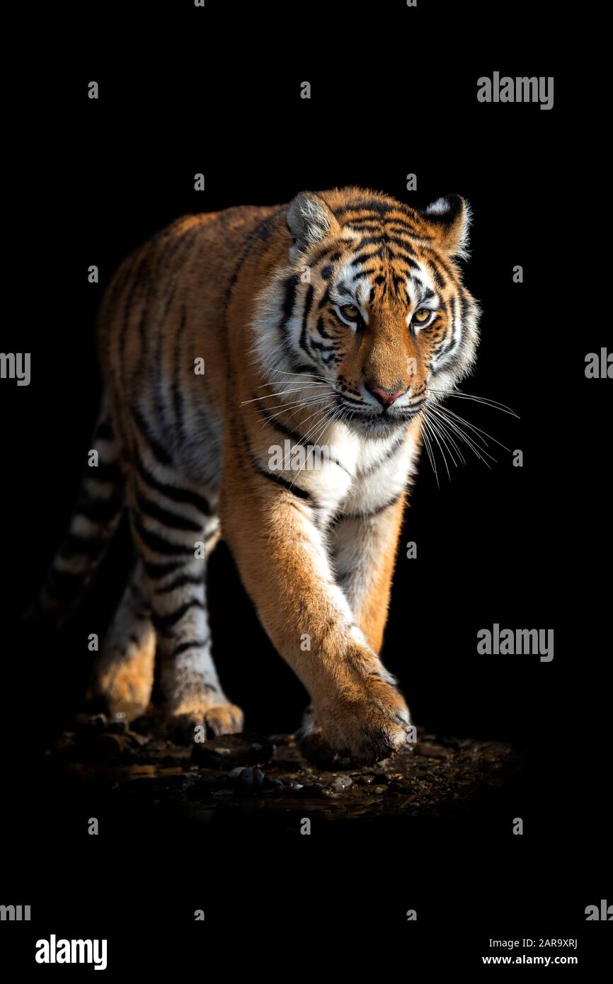 Close up beautiful angry big tiger isolated on black background Stock ...