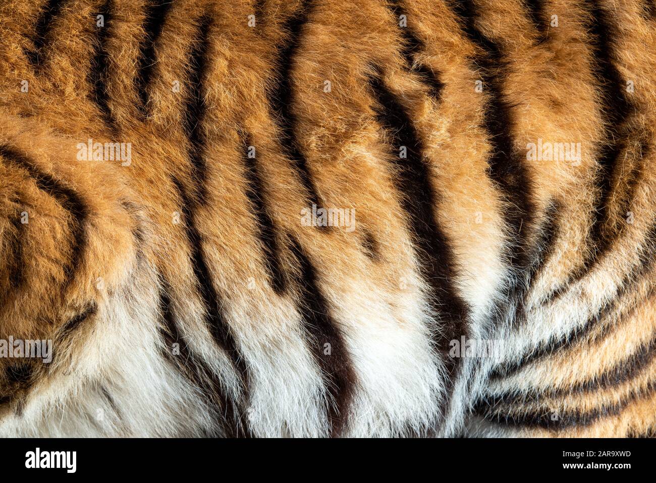 Tiger Skin Texture High Resolution Stock Photography and Images - Alamy