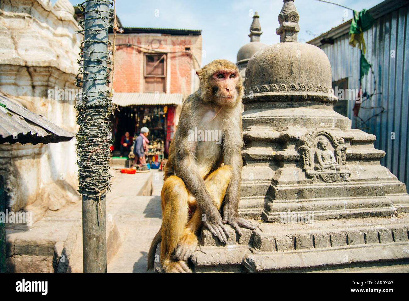 Kathmandu, Nepal - July 2019 Very cute family of Monkeys at the ...