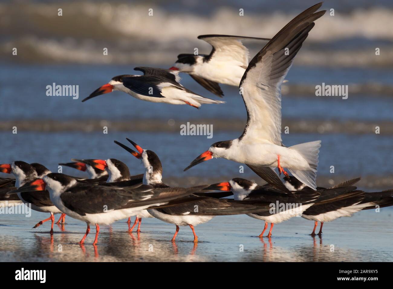 Black skimmers flying in blue sky over ocean waves, Texas Stock Photo ...