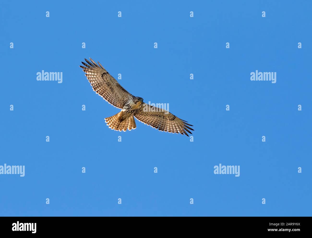The broad-winged hawk ( Buteo platypteris) on the blue sky background ...