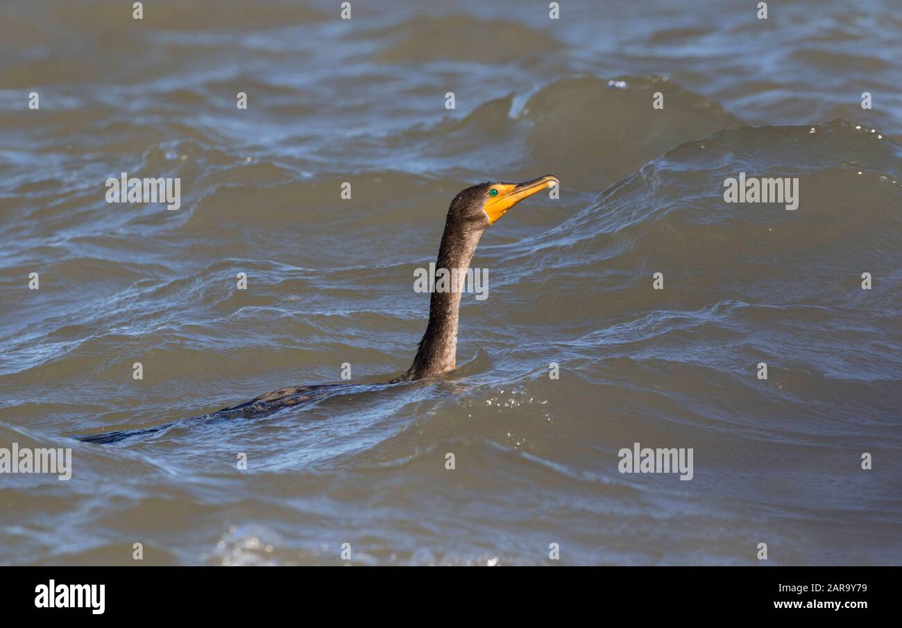 Cormorant ocean waves hi-res stock photography and images - Alamy