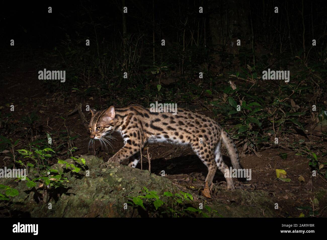 Prionailurus Bengalensis Bengalensis High Resolution Stock Photography ...