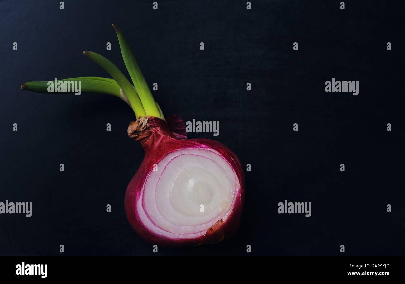 Close-up view of sprout red onion with cut off to show inside Stock ...