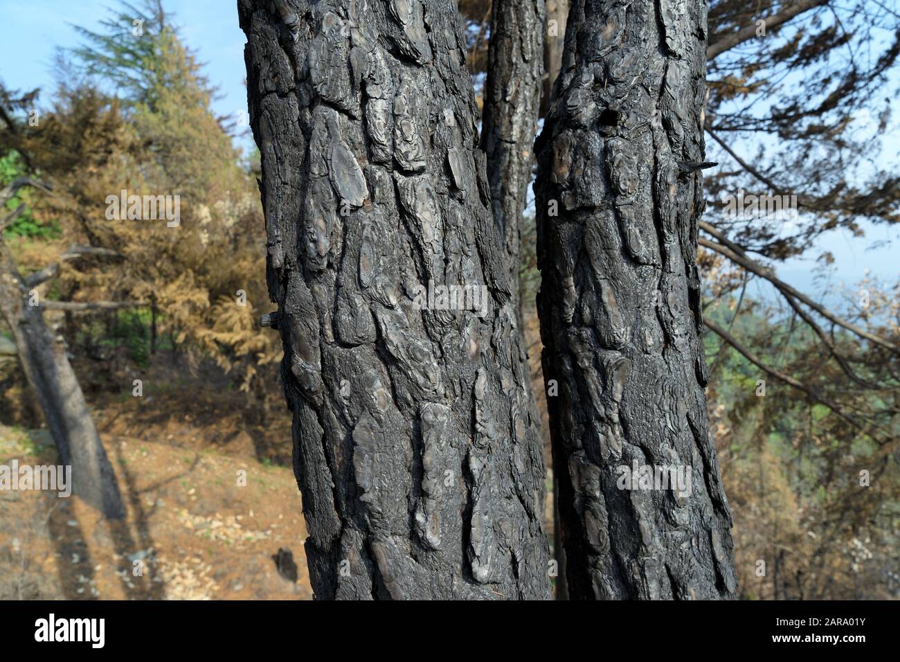 Burnt tree trunk, Sitla Estate, Nainital, Kumaon, Uttarakhand, India ...