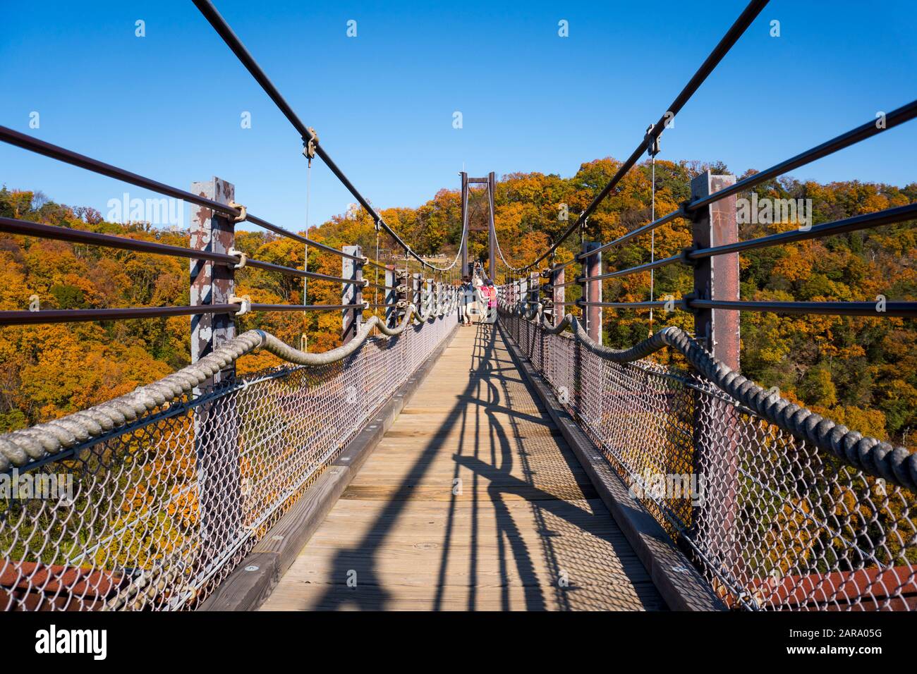 Osaka, Japan - 8 December 2019 : Suspension Bridge surrounded by ginkgo ...