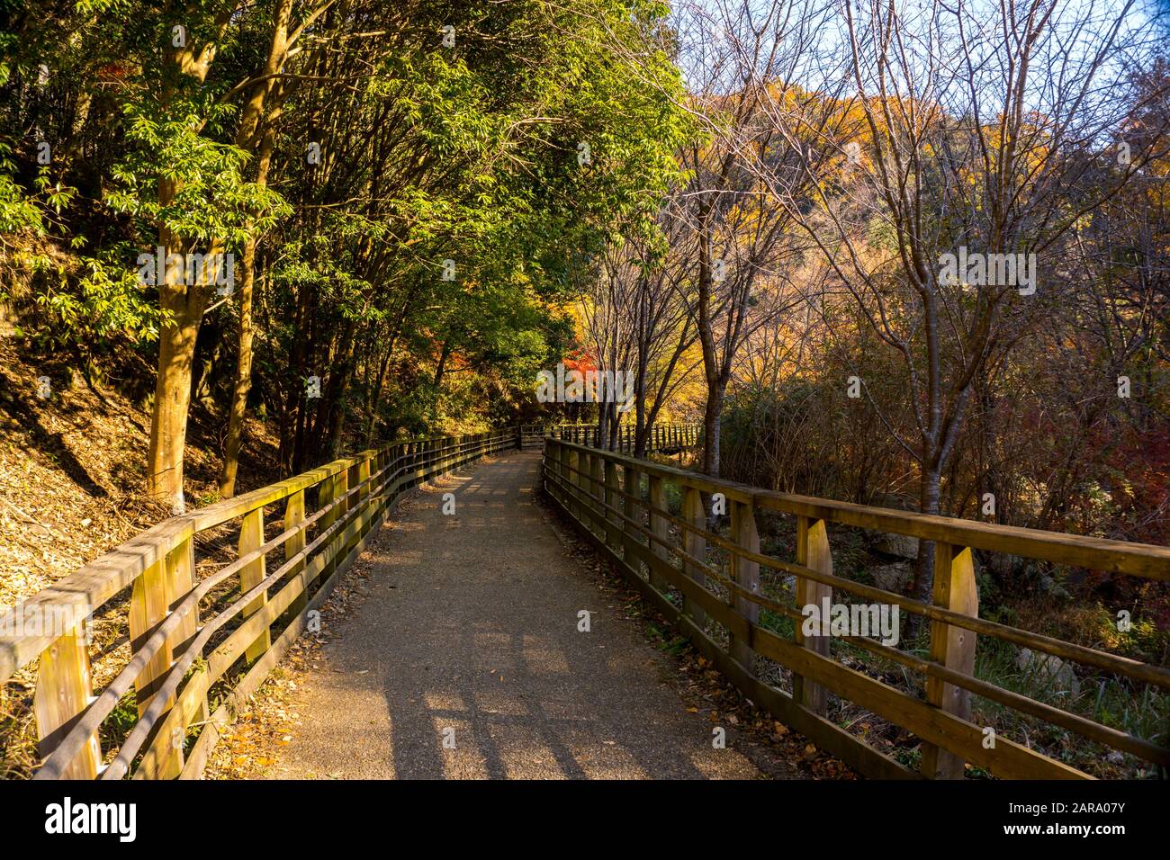 Ginkgo forest background hi-res stock photography and images - Alamy
