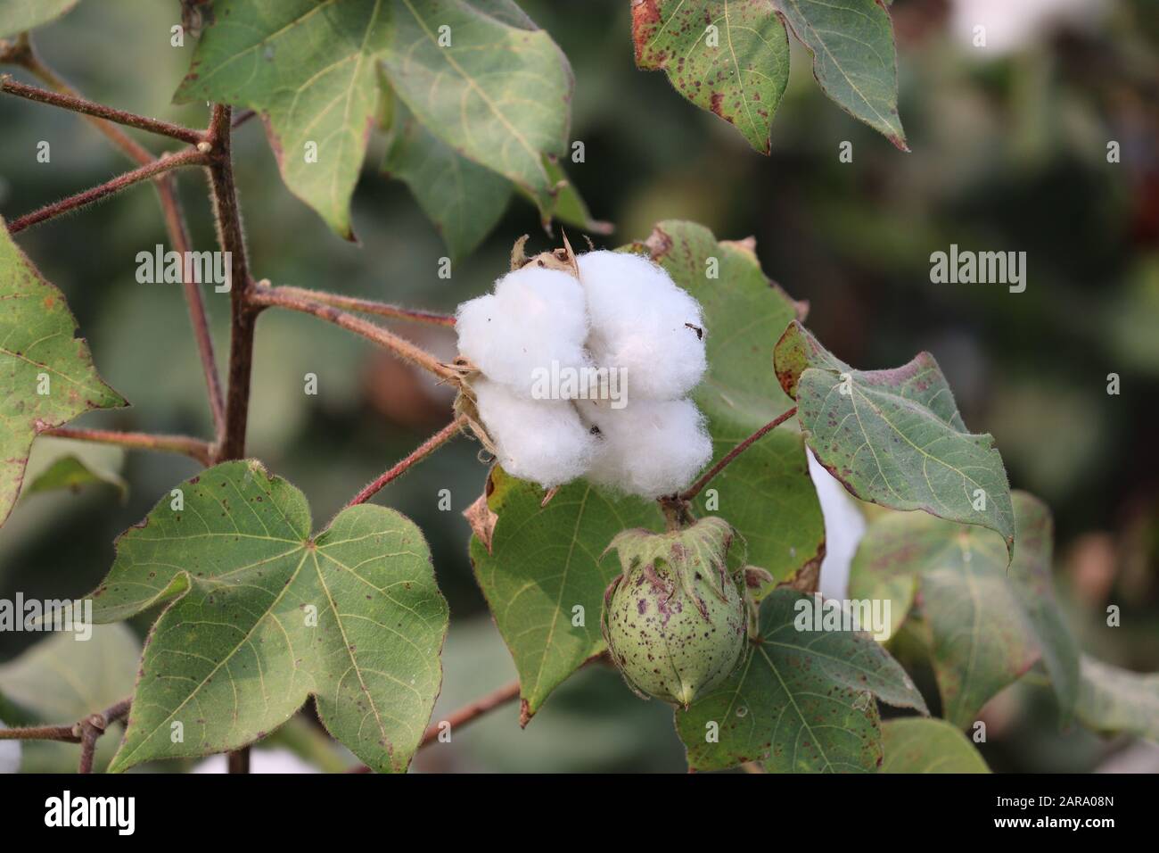 Raw Organic Cotton Growing at the Base of the Desert India Stock Photo ...