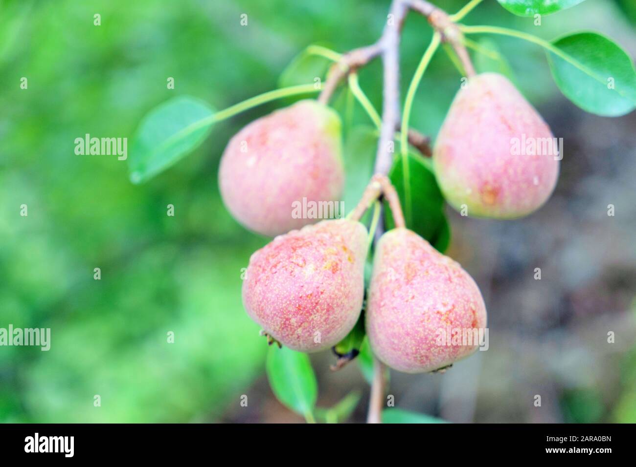 Pears of india hi-res stock photography and images - Alamy