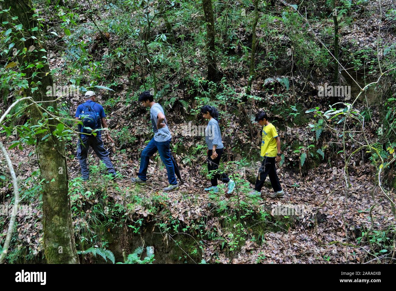 Forest walk, Sitla Estate, Sheetla, Nainital, Kumaon, Uttarakhand ...