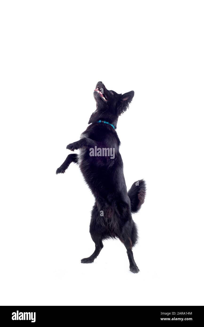 Dogs animal shelter in Cut Out Stock Images & Pictures - Alamy