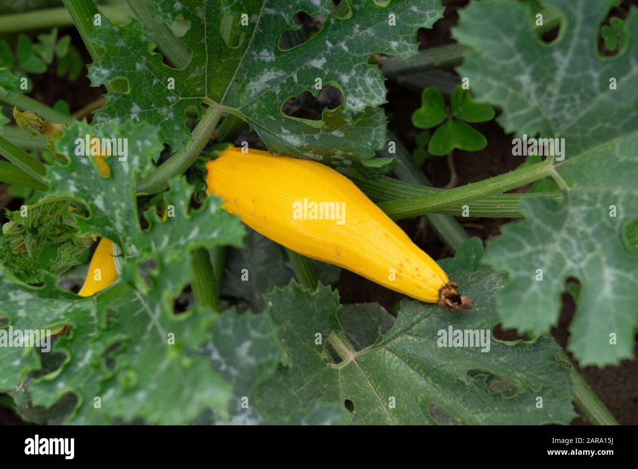 Zucchini vegetable tree, Sitla Estate, Sheetla, Nainital, Kumaon ...