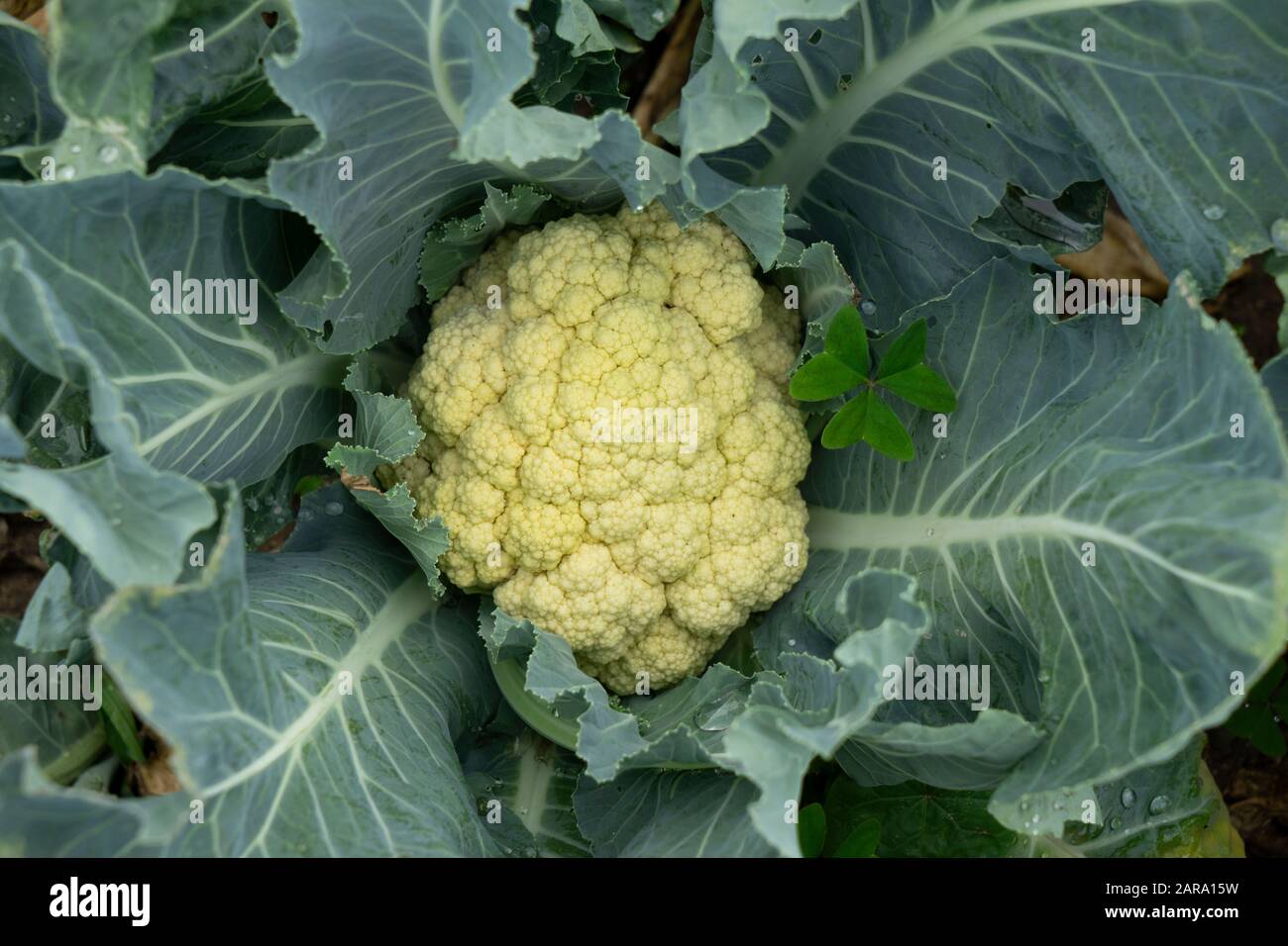 Cauliflower vegetable tree, Sitla Estate, Sheetla, Nainital, Kumaon ...