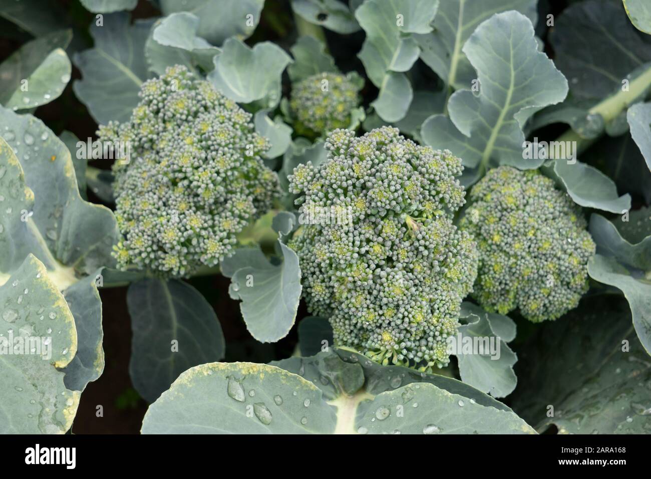 Broccoli vegetable tree, Sitla Estate, Sheetla, Nainital, Kumaon ...