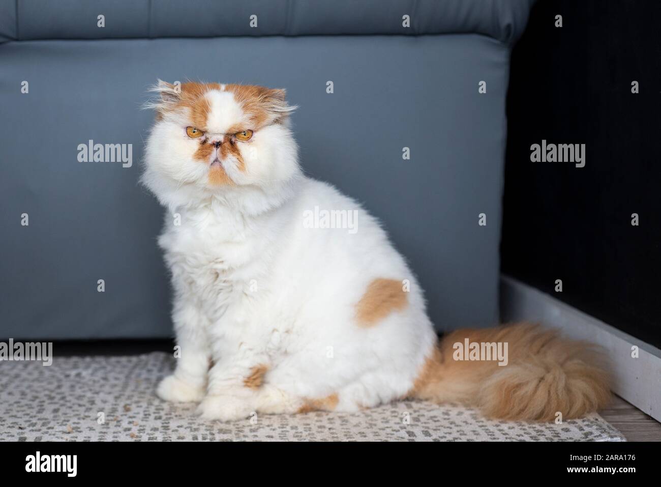 White and tan Persian Cat Stock Photo - Alamy