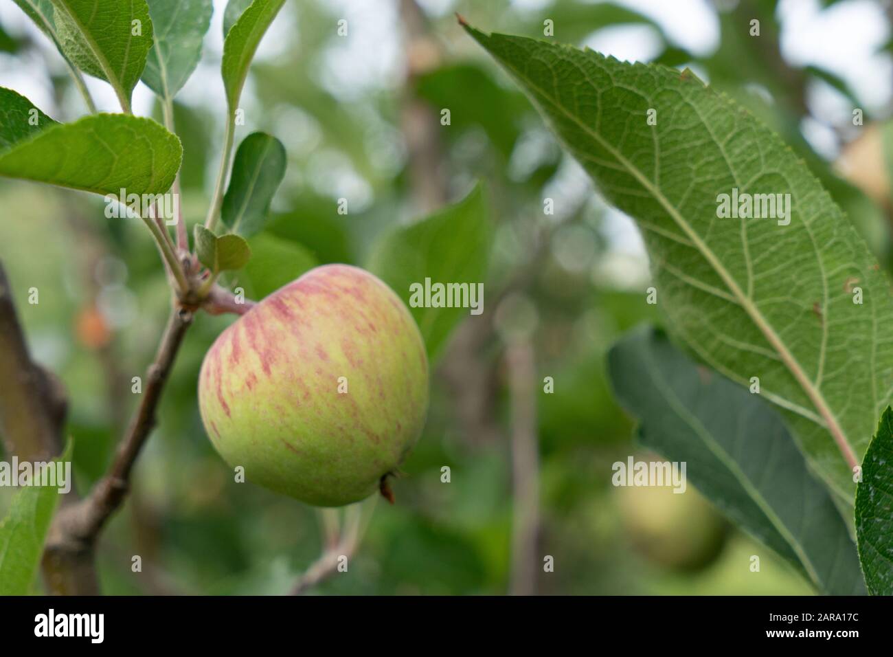 Apple fruit tree, Sitla Estate, Sheetla, Nainital, Kumaon, Uttarakhand ...
