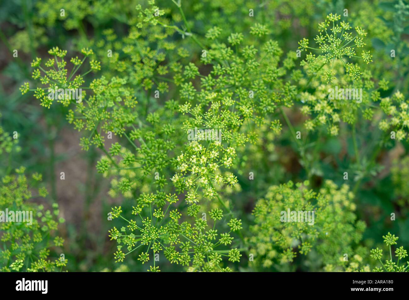 Fennel seeds tree, Sitla Estate, Sheetla, Nainital, Kumaon, Uttarakhand ...