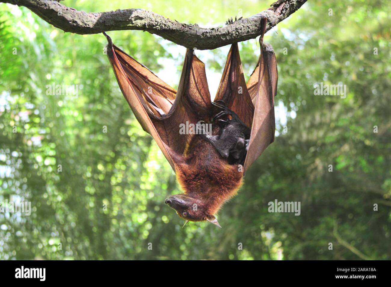 Flying fox baby hi-res stock photography and images - Alamy