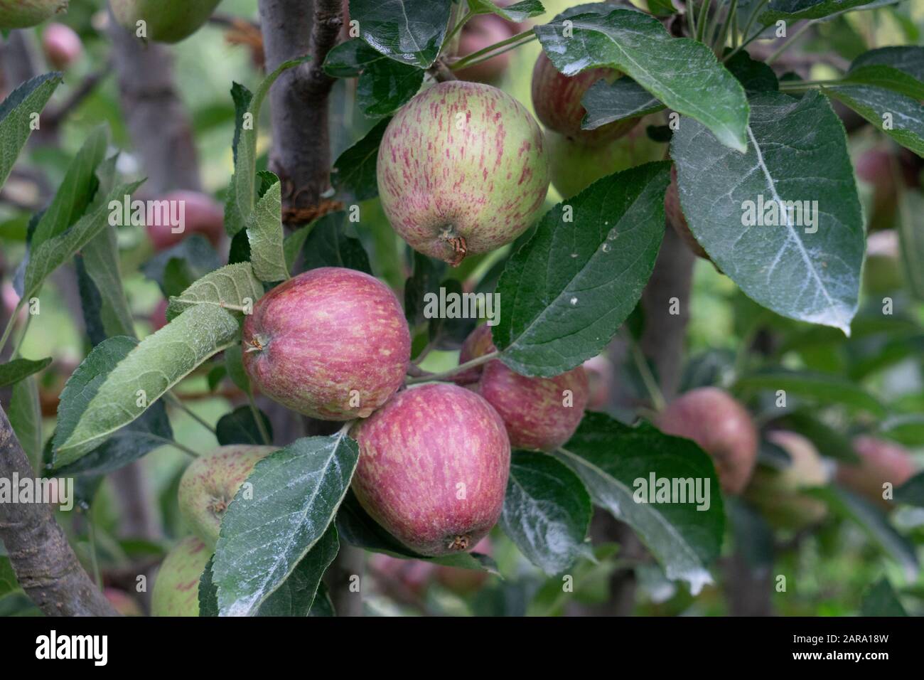 Apple fruit tree, Sitla Estate, Sheetla, Nainital, Kumaon, Uttarakhand ...