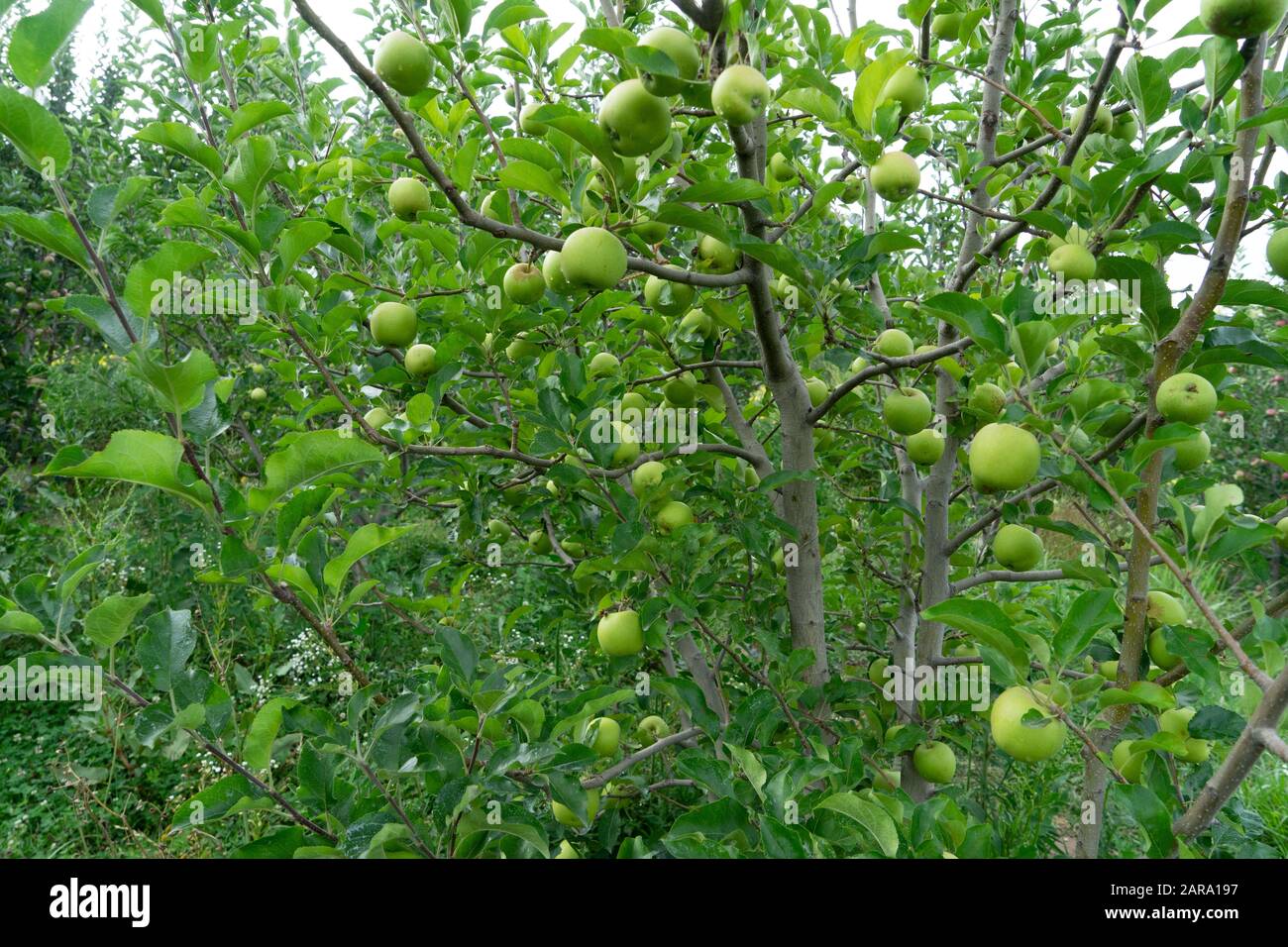 Apple fruit tree, Sitla Estate, Sheetla, Nainital, Kumaon, Uttarakhand ...