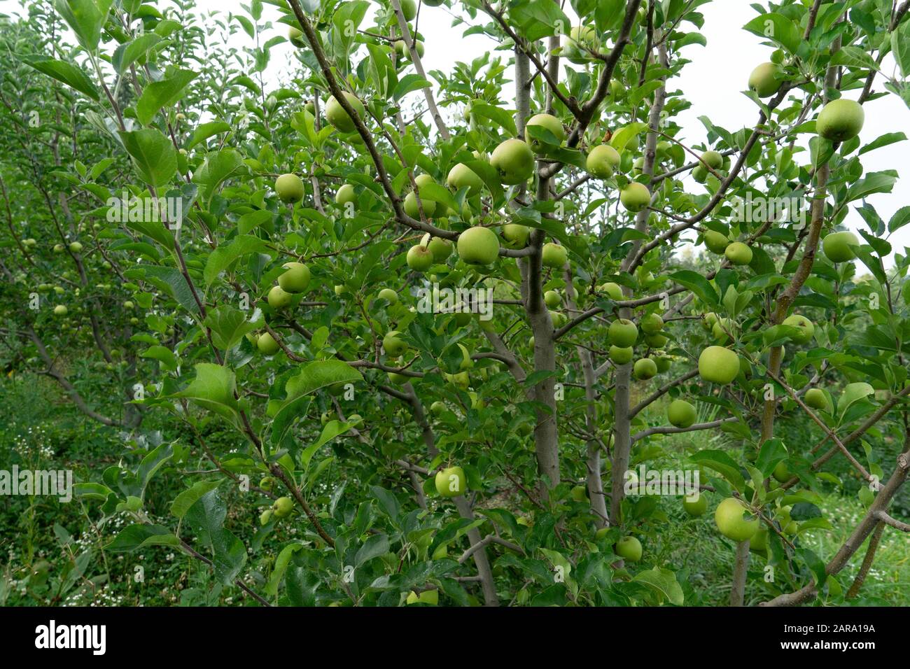 Apple fruit tree, Sitla Estate, Sheetla, Nainital, Kumaon, Uttarakhand ...
