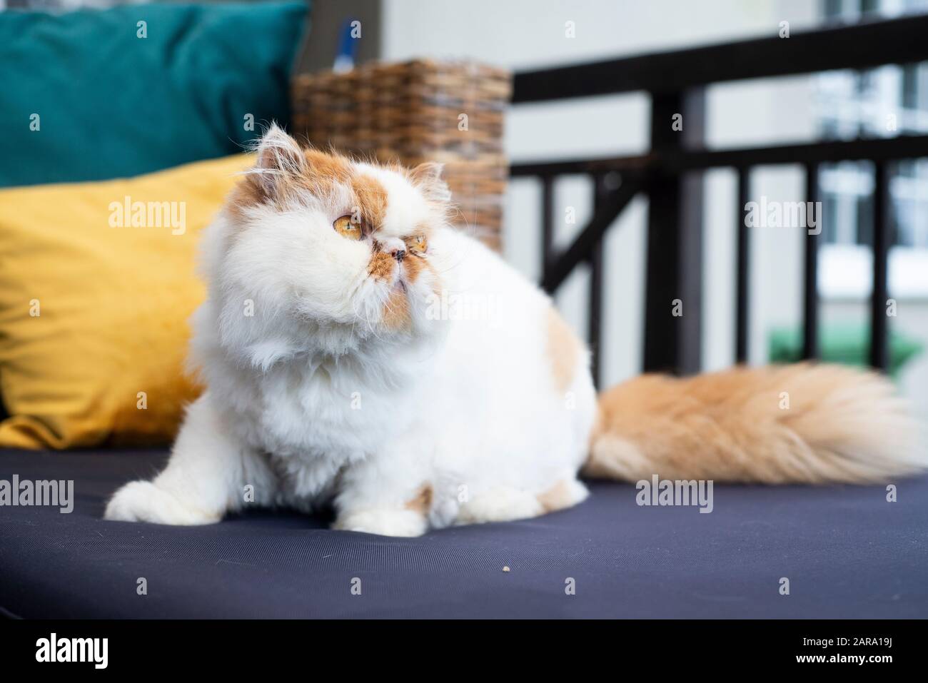 White faced cat hi-res stock photography and images - Alamy