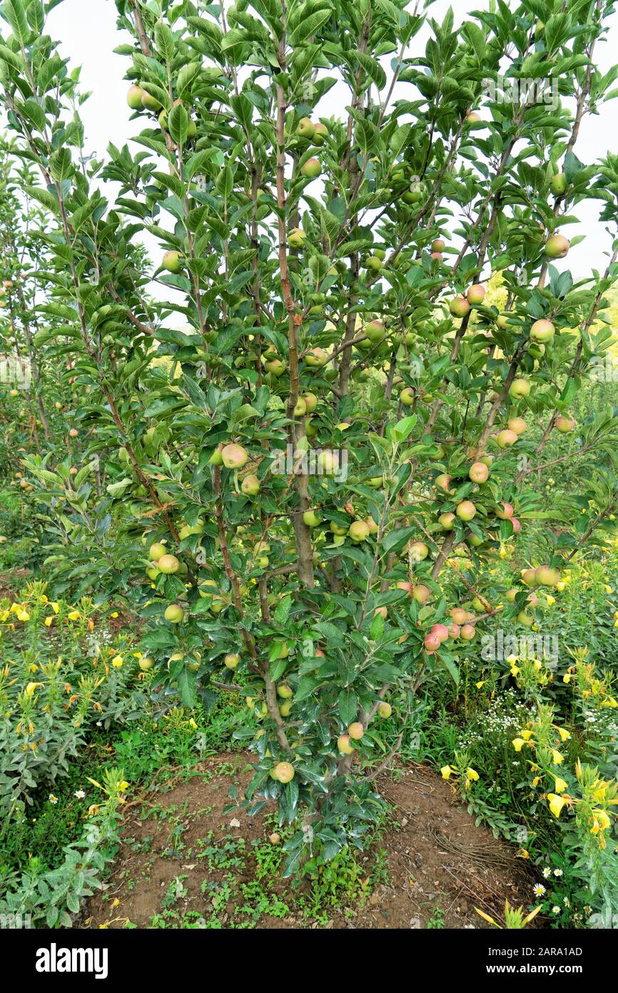 Apple fruit tree, Sitla Estate, Sheetla, Nainital, Kumaon, Uttarakhand ...