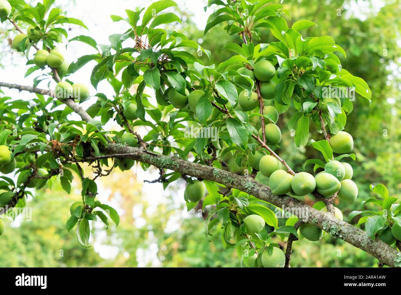 Peach fruit tree, Sitla Estate, Sheetla, Nainital, Kumaon, Uttarakhand ...
