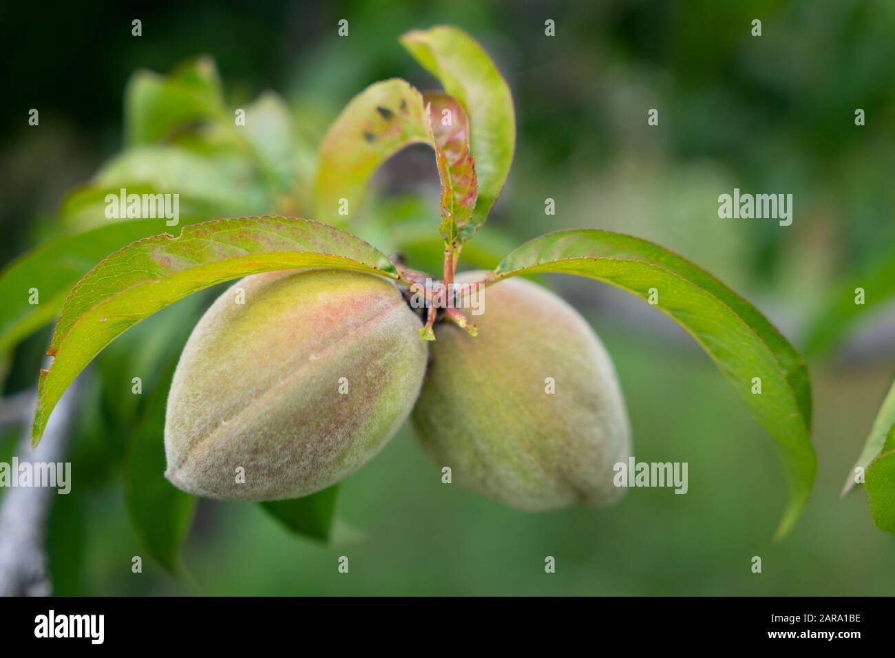 Peach tree india hi-res stock photography and images - Alamy