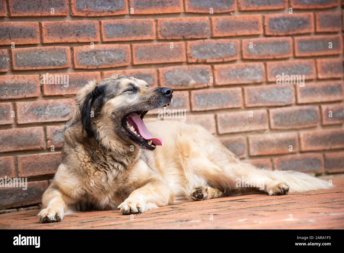 Rescue Dog Portrait Stock Photo - Alamy