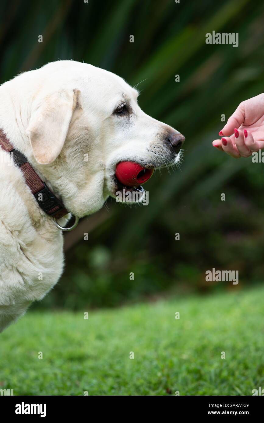Mature Labrador, South Africa Stock Photo - Alamy