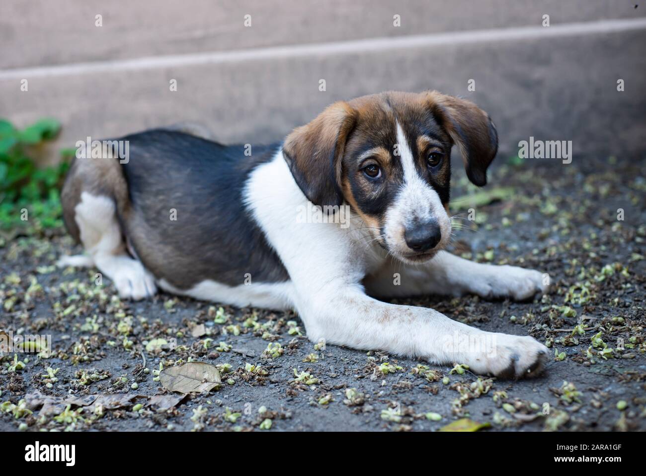 Rescue Dog Portrait Stock Photo - Alamy