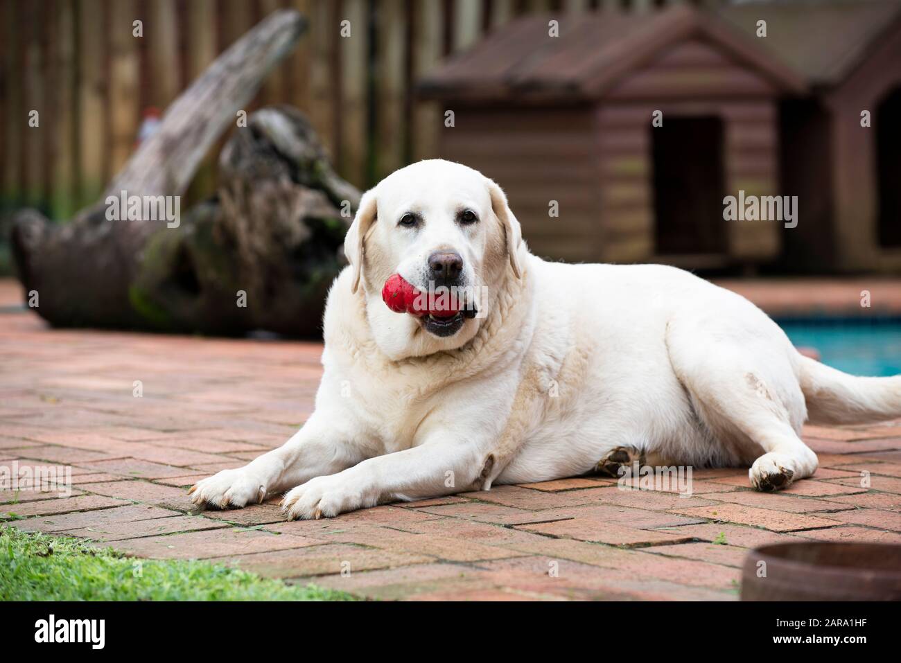 Mature Labrador, South Africa Stock Photo - Alamy