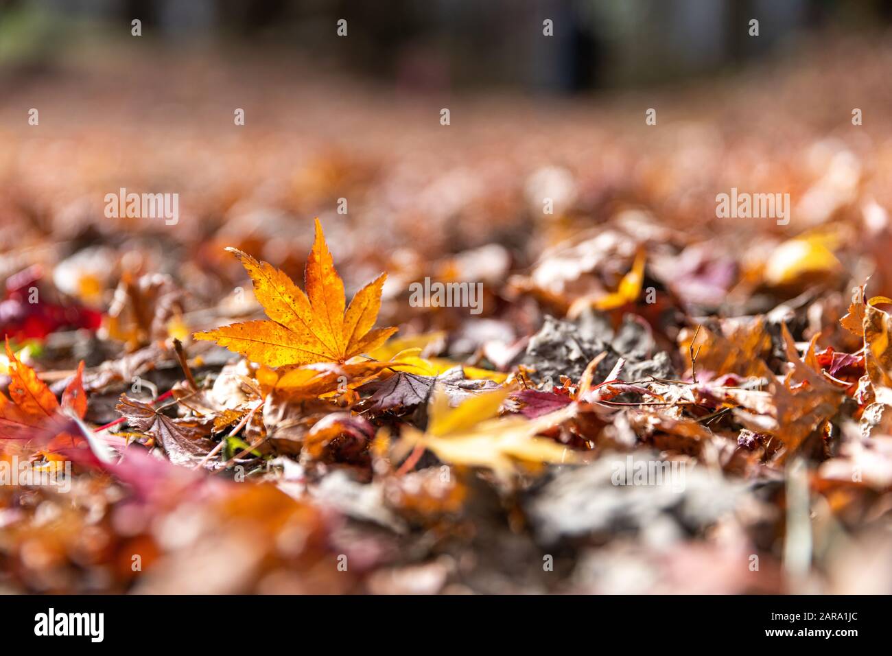 Red maple leaf fall on ground during autumn in Karuizawa, Japan Stock ...