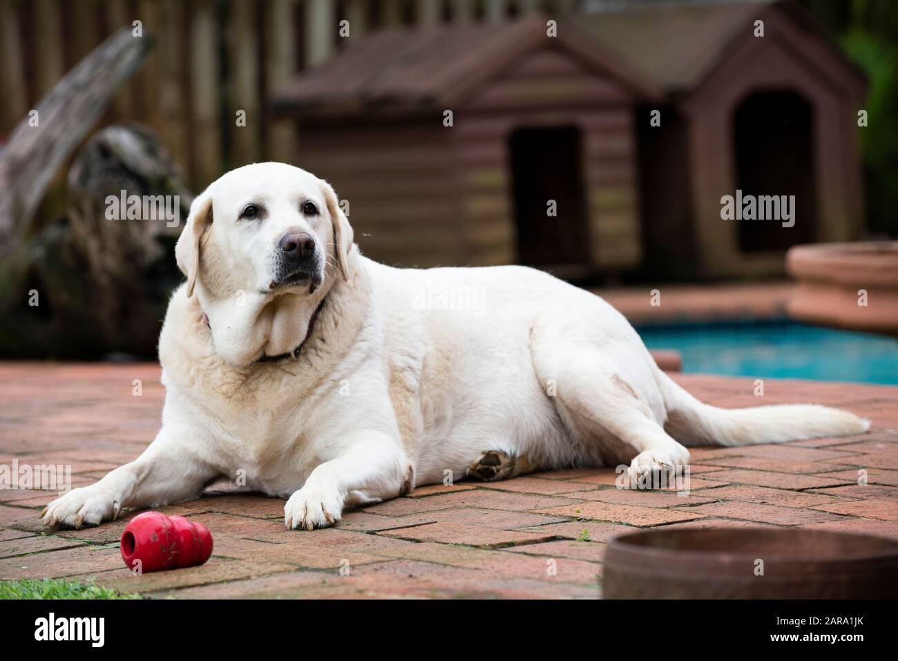 Mature Labrador, South Africa Stock Photo - Alamy