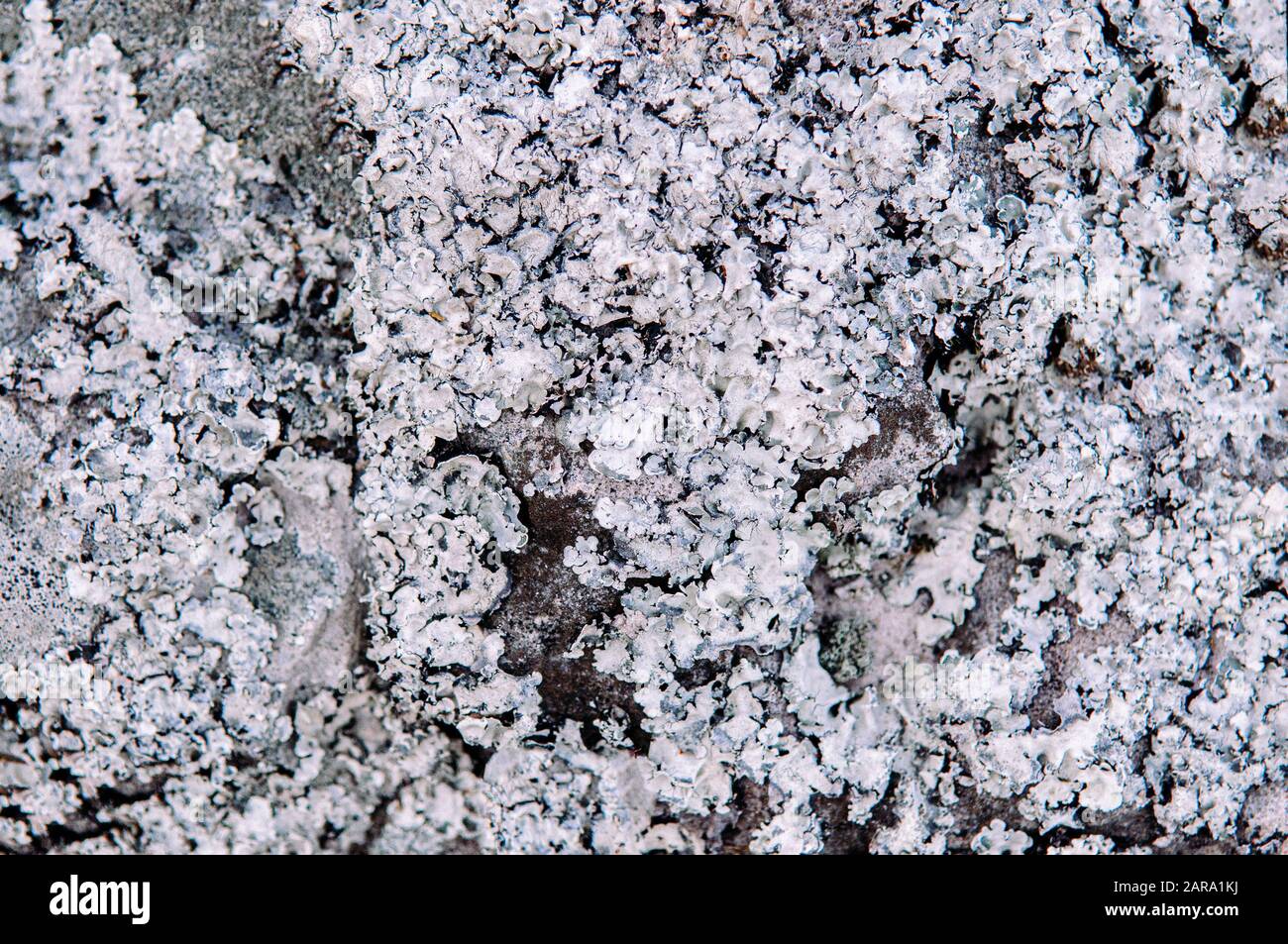 Lichen fungi growing on sand stone surface in tropical forest Close up ...