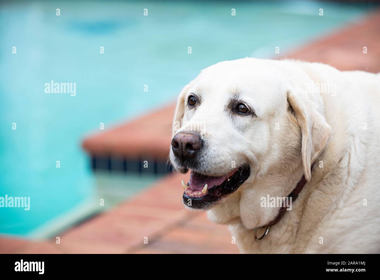 Very Light Colored Labrador Retriever High Resolution Stock Photography ...