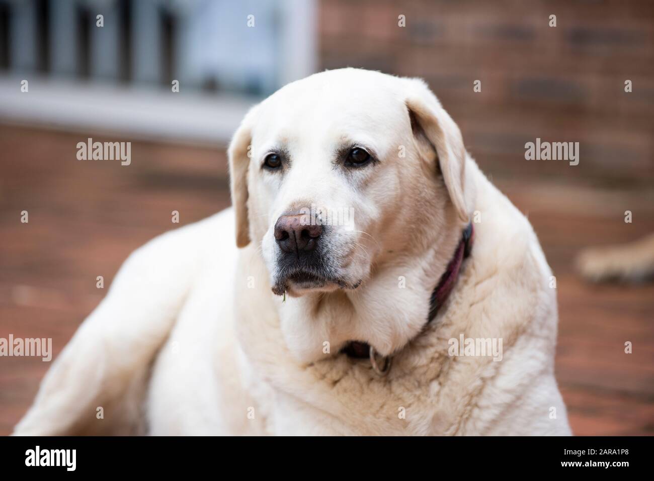 Mature Labrador, South Africa Stock Photo - Alamy