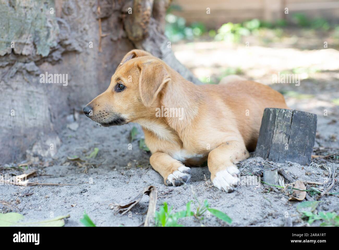 Rescue Dog Portrait Stock Photo - Alamy