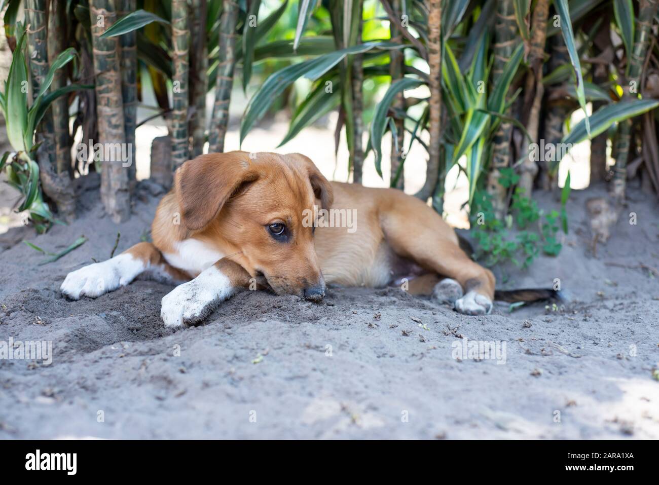 Rescue Dog Portrait Stock Photo - Alamy