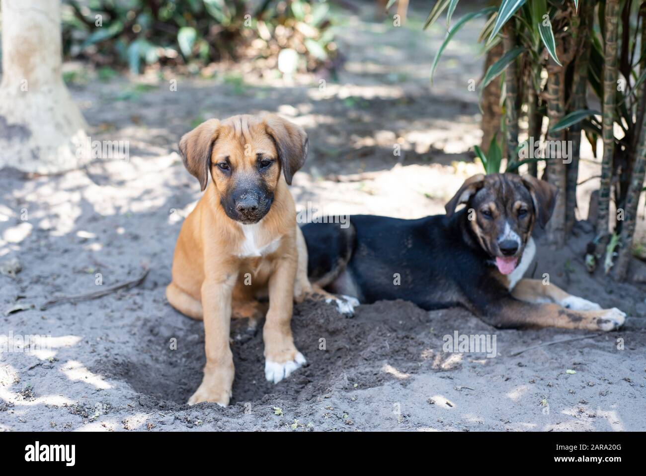 Rescue Dog Portrait Stock Photo - Alamy